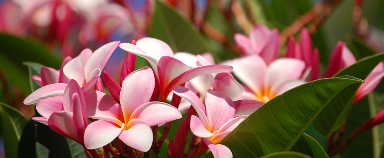 Best Things to do in Wailea & Maui Guide | Aqua-Aston Hotels